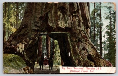 Mariposa Grove California~Big Redwood Tree Wawona~Horse Wagon~c1910 ...