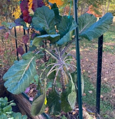 COLLARD GREEN (AFRICAN TREE COLLARD HYBRID-LONGHEAD)GIANT-6 FOOT PLANTS ...