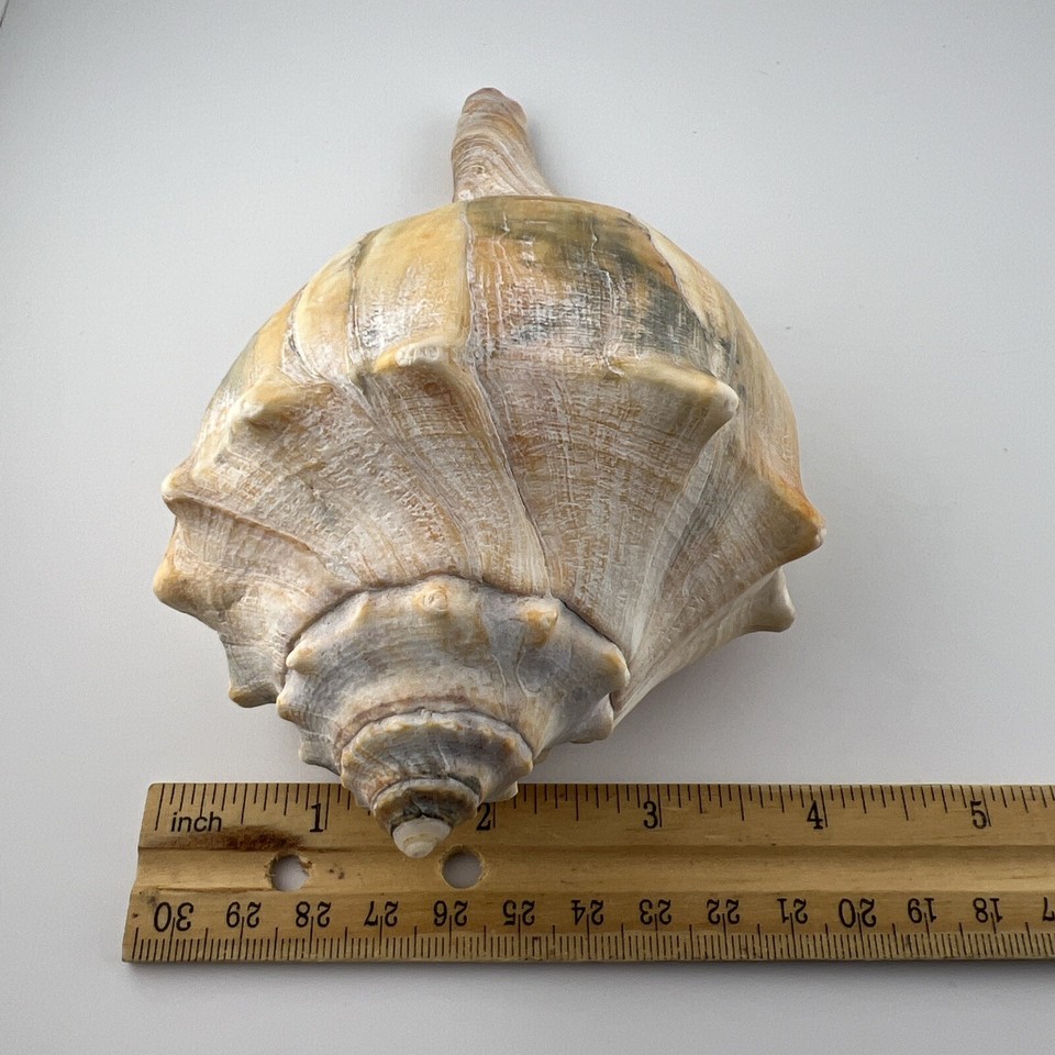 Large Lightning Whelk Conch Sea Shell Thick Pink Nautical Beach Decor 8 ...