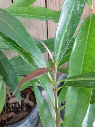 Poma Rosa - Rose Apple - Syzygium jambos - Live Plant! - Incredibly ...