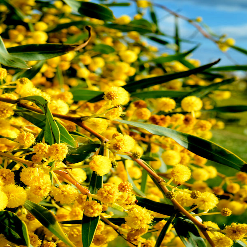 10 FORMOSAN KOA TREE SEEDS (Acacia confusa) Fast Growing Flowering ...