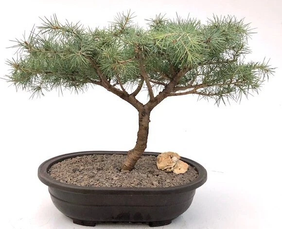 Deodar Cedar Bonsai