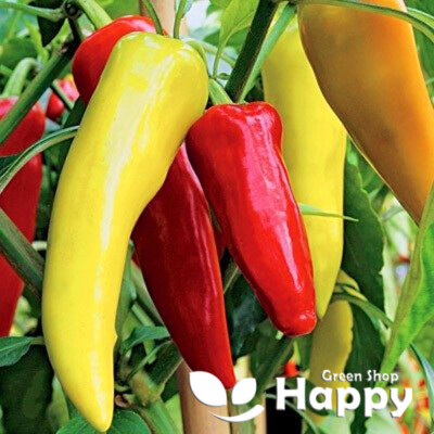 CHILLI SEEDS HORN PEPPER HARRIET - 30 SEEDS - Indoor | eBay