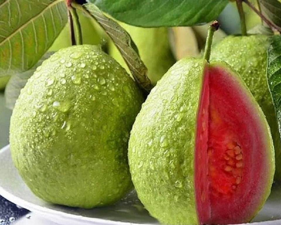 Fruit SEEDS Bundle-Guyabano, Red Guava, Atis And Poha Berry. Planting ...