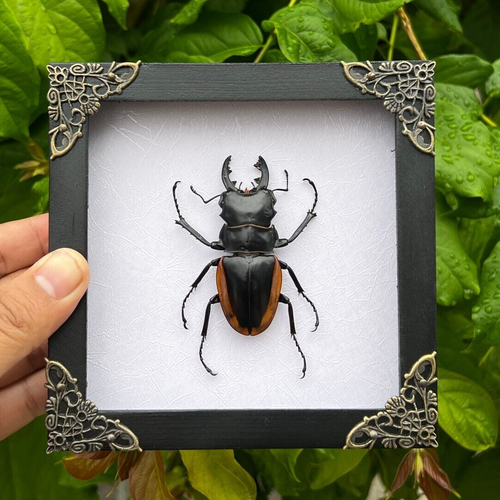 Gift for Dad Taxidermy Insect Beetle Framed Bugs Entomology Collections ...