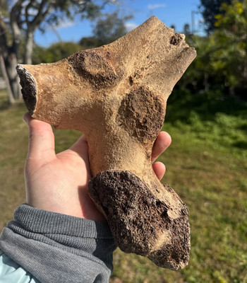 LARGE TAN EXTINCT MASTODON MEGAFAUNA FOSSIL VERTEBRA SPINE BONE ...
