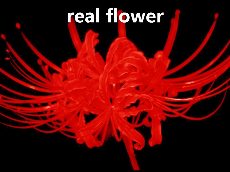 Origami spider Lily Paper Flower Centerpiece wedding anniversary decor ...