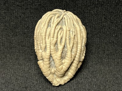 Crinoid-Uber Rare Temnocrinus tuberculatus Dudley, England-Fossils ...
