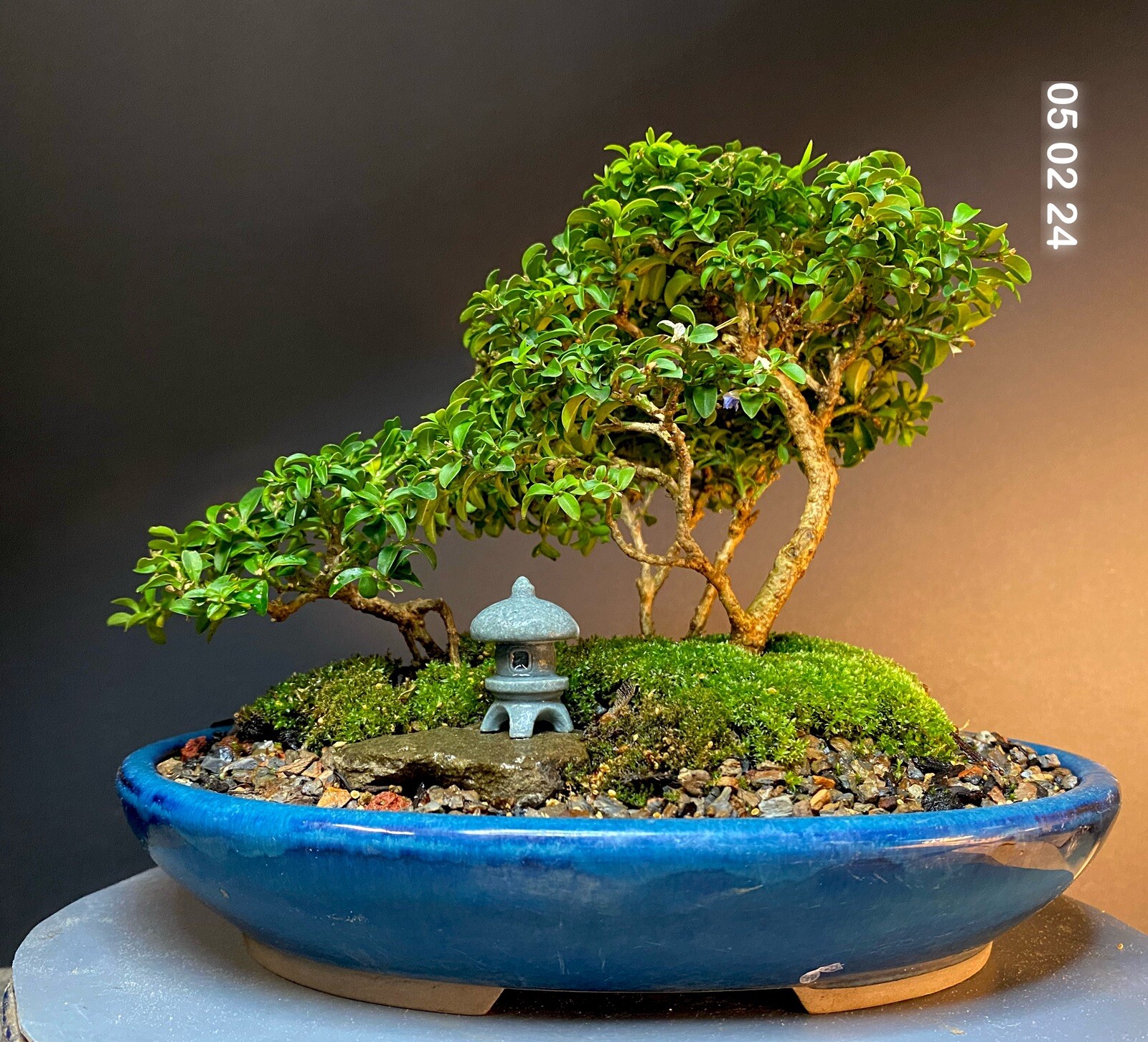 Bonsai Saikei Tree Forest Kingsville Boxwood 12 Years Old 8” Tall ...