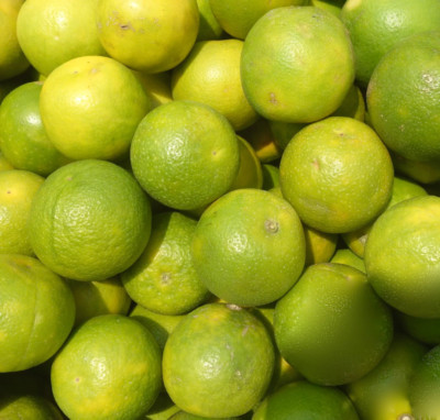 Citrus aurantiifolia var. limetta 130-150cm - SWEET LIME | eBay