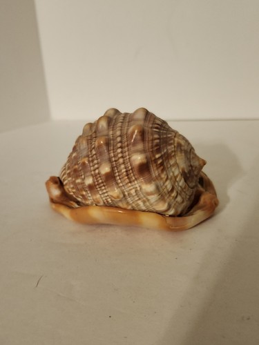 6 inch Cameo Shell Red Helmet Bullmouth Seashell seashells sea snail | eBay