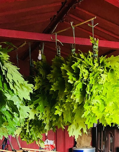 Set of 6 Oak 6 Birch whisks sauna banya venik brooms 2024 FREE SHIPING ...