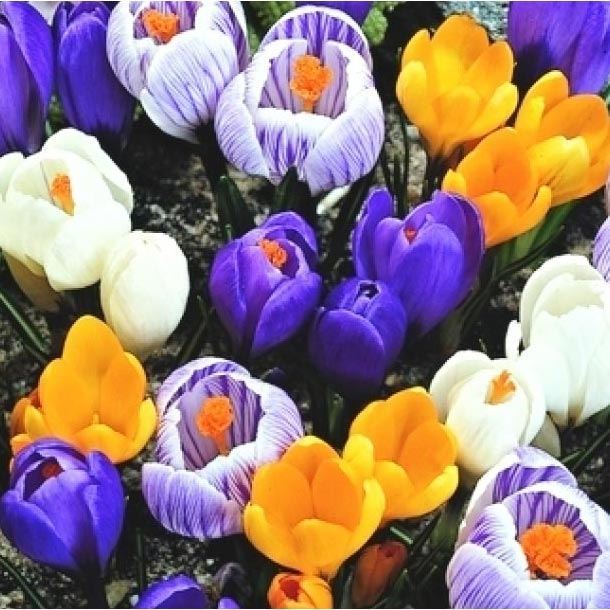 20 CROCUS SPECIE MIX BULB CORM AUTUMN GROWING GARDENING SPRING ...