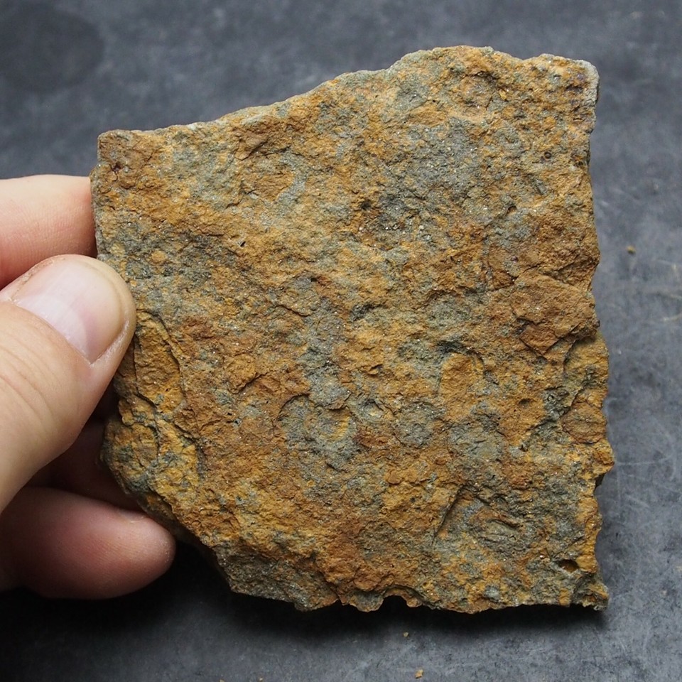 Edrioasteroid Isorophus africanus Echinoderms Ordovician Fossil ...