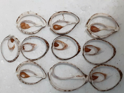 10 CENTER CUT LEOPARD PATTERN SEA SHELLS FOR JEWELRY CRAFTS | eBay