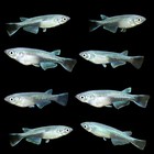 8 Medaka, Platinum Blue Miyuki Japanese Rice Fish, Easy Hardy Aquarium ...