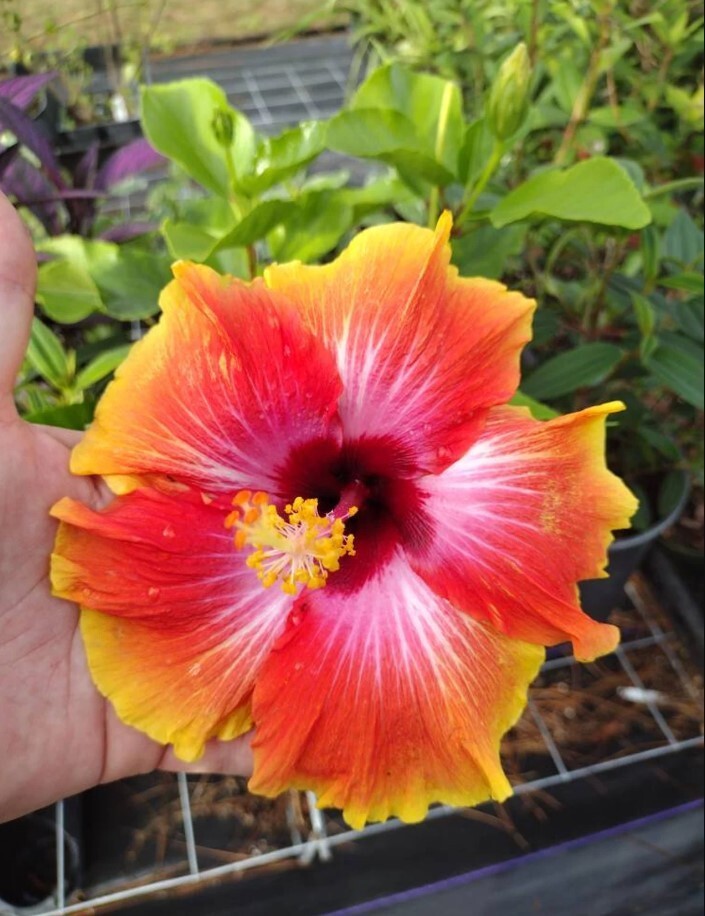 Hibiscus Fiesta - Gorgeous Flower - Ship No Pot - Sunset Hibiscus Live ...