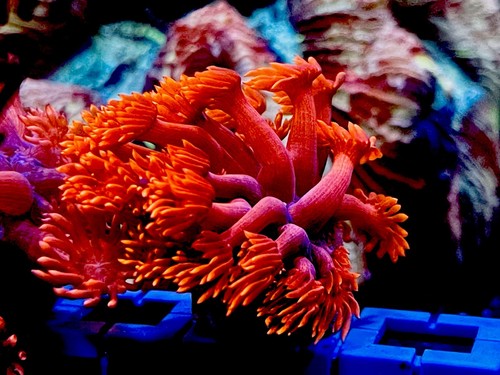 Red Goniopora (Goni) Frag Ultra Live Coral | eBay
