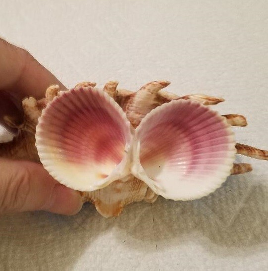 Millipede shell Monster w/ Purple Hair 4.5" wide Folk Art Souvenirs ...