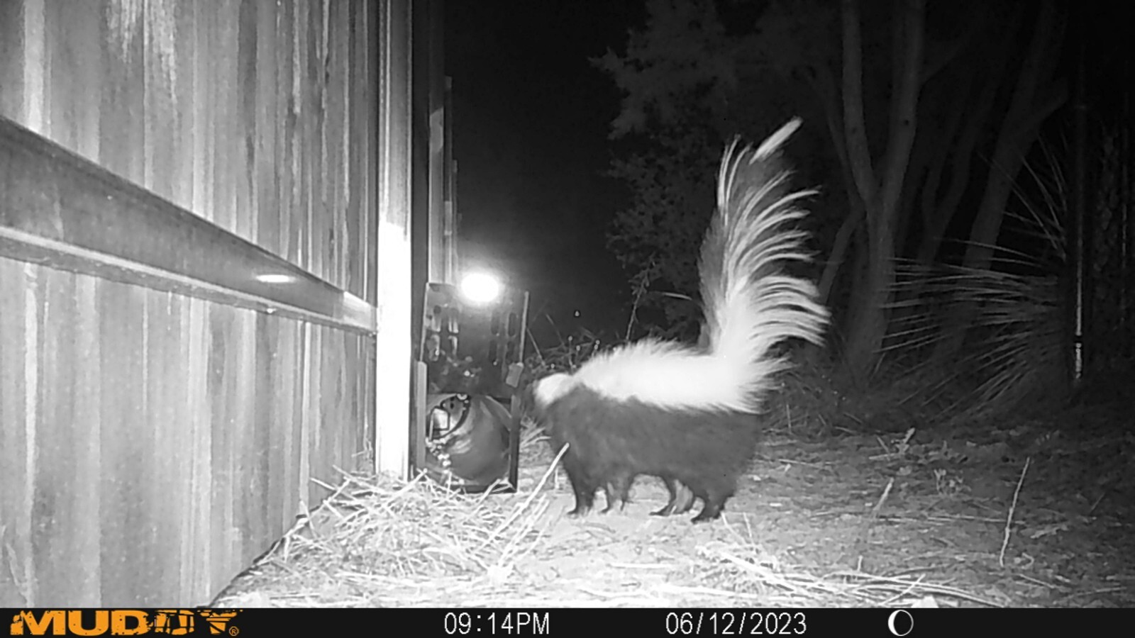 Spray Proof Live Skunk Trap, Opossum, Squirrel, Feral Cat Tube Trap ...