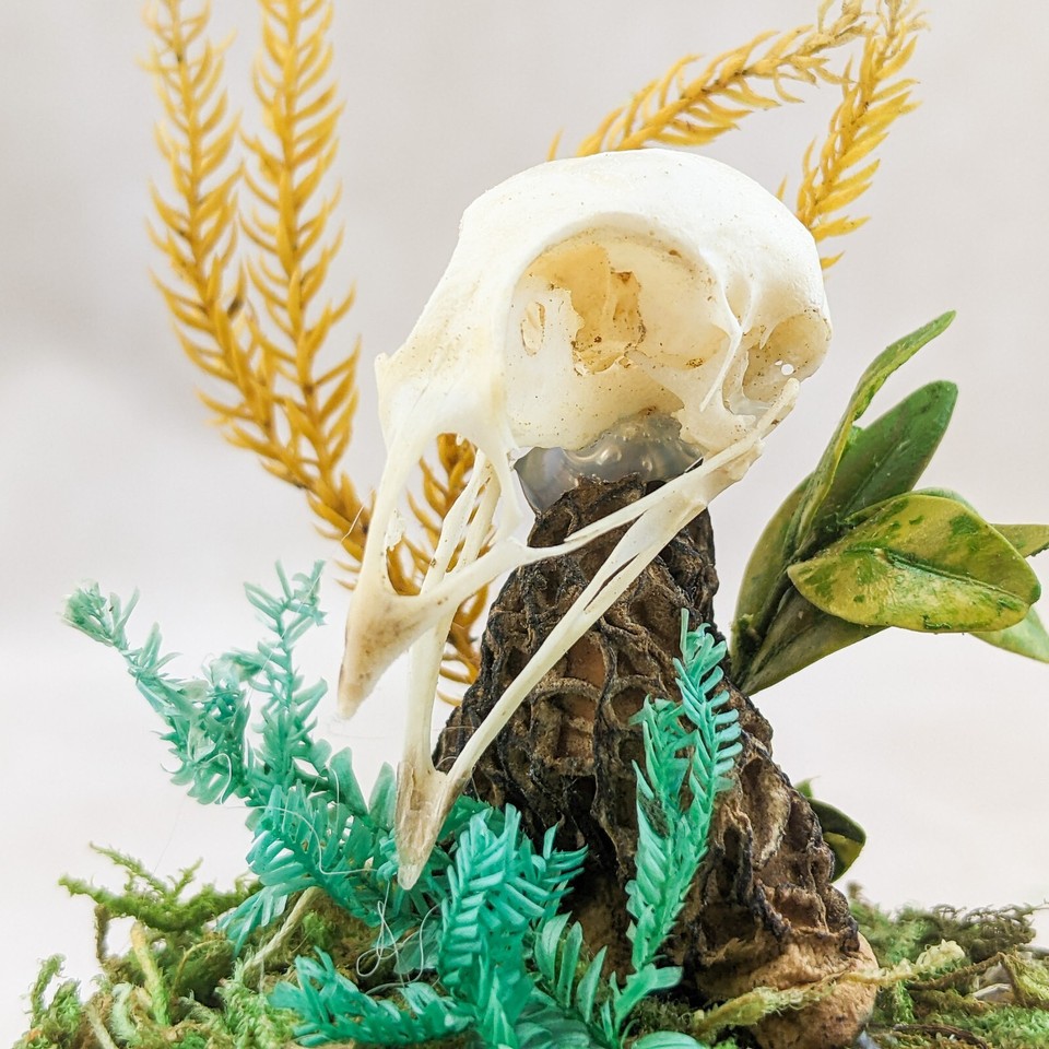 Quail Skull Head Glass Dome Display Mount Preserved Taxidermy ...