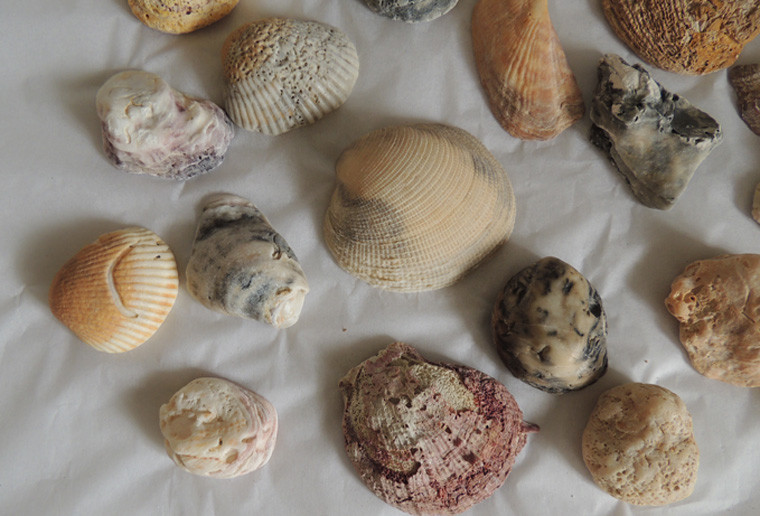 Vtg Decorative Natural Seashells Coral Fossils Shells.. Aquarium Beach ...