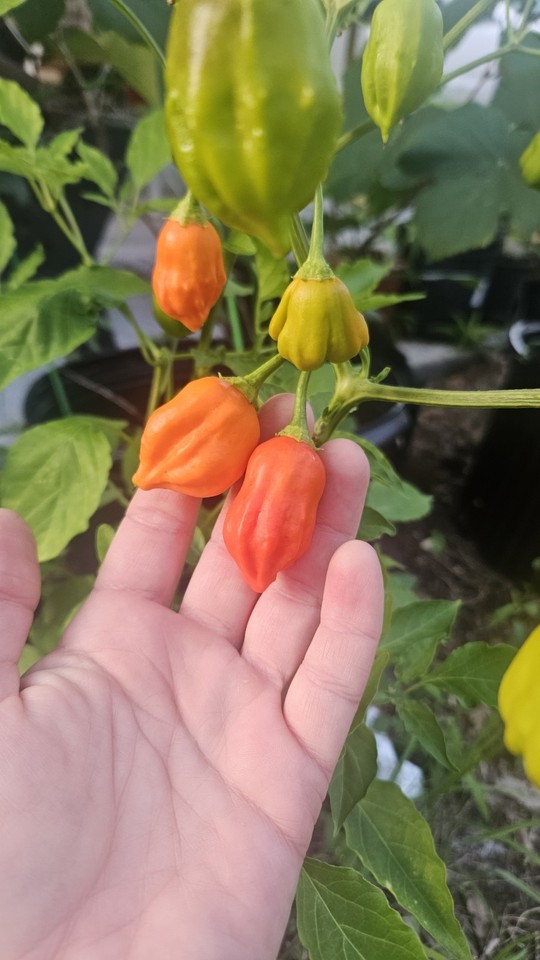 Rainforest Hot Chili Pepper Seeds (15) / Spicy / Florida Grown / RARE ...