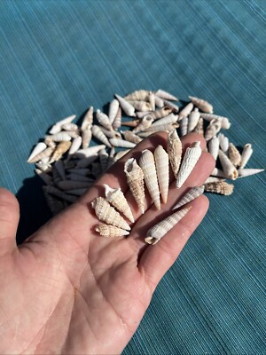 20 Auger / Cerith Seashells Mix SW Florida FL Crafting Shells Crafts ...