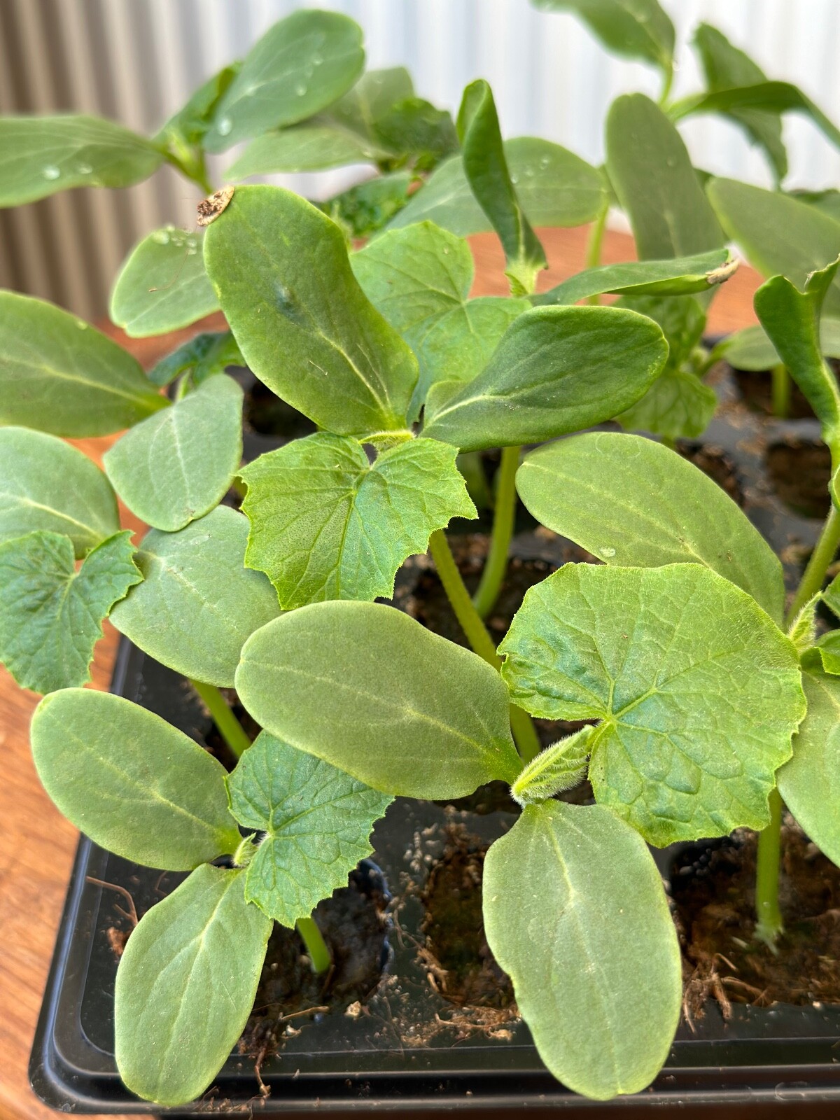 3x MARKETMORE Cucumber Plug Plants! READY NOW! x3! | eBay UK