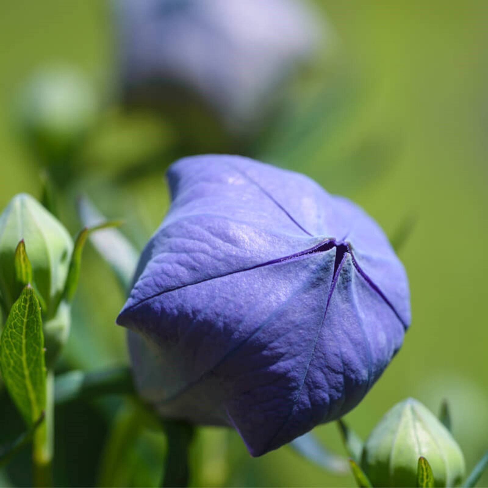 150 Graines de Campanules à grandes fleurs (Platycodon grandiflorus ...