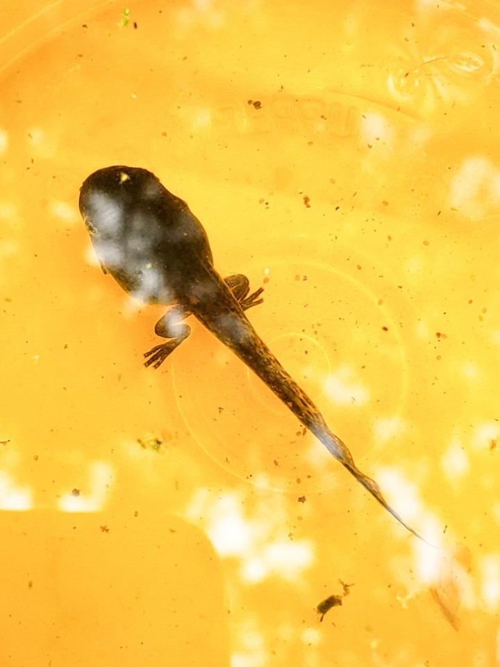 25+ Live Tadpoles, small size, healthy and energetic! Tree Frogs, Toads ...