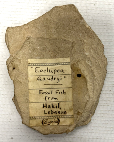 Eoclupea Gaudryi Ancient Fish Fossil from Hakil, Lebanon Stone | eBay
