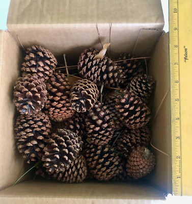 50 Florida 3"-5" Fresh Pine Cones | eBay