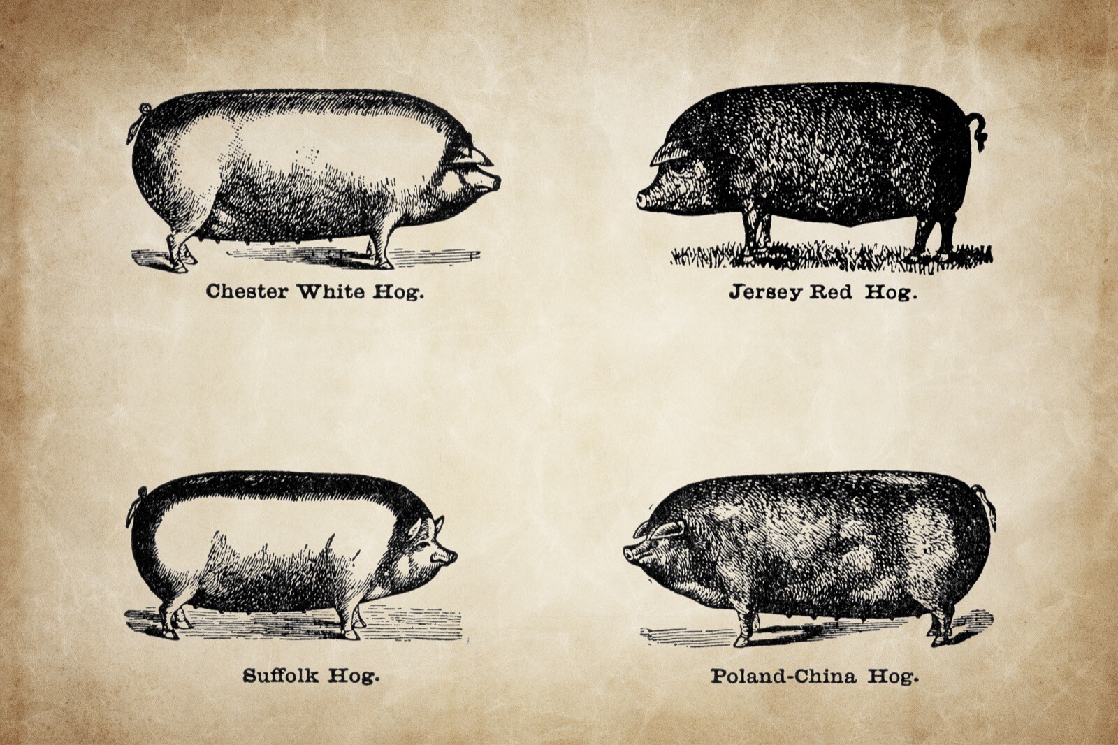 Poster Decor.Home interior wall design.Vintage Country shop.Farm pigs ...