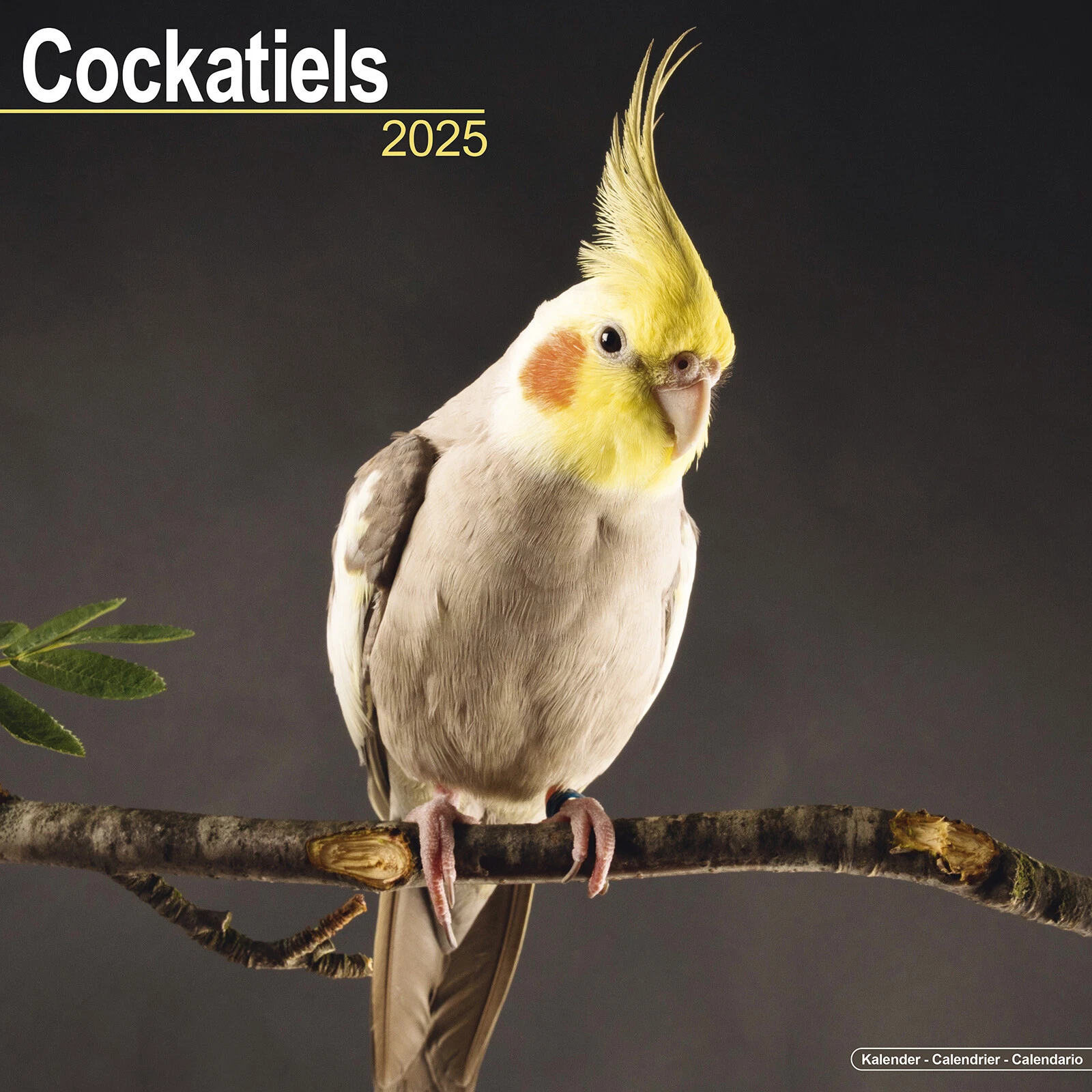 Cockatiels Calendar 2025 Gift Bird Wall Calendar 15% OFF MULTI ORDERS ...