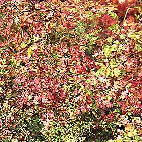 Chervil Curly Anthriscus cerefolium 5,000 seeds | eBay
