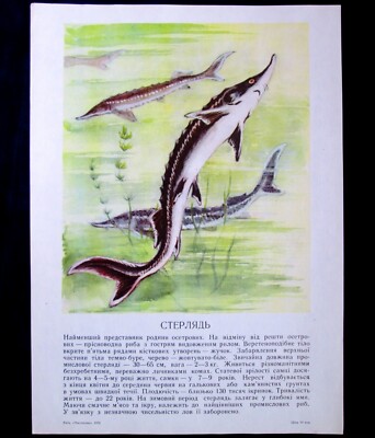 Original Vintage Poster Soviet Russia Underwater World River Fish ...