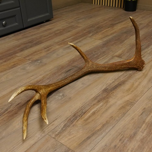 Roe Deer Antler 12 End Weight 3.55 Lbs L 33.86 In Deer Shedding Antler ...