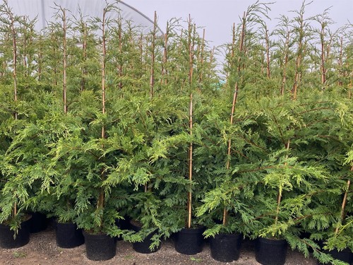 PALLET 10X 6-7FT EXTRA LARGE GREEN LEYLANDII TREES IN 10 LITRE POTS ...