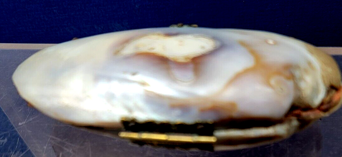 ANTIQUE VICTORIAN LADIES WHITE SHELL COIN PURSE-VERY … - Gem