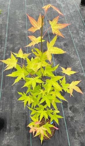 Acer oliverianum 'Hot Blonde' (Hot Blonde Oliver Maple) | eBay