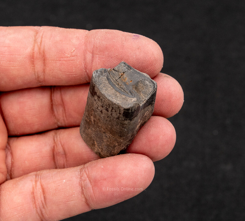 Baby Eremotherium Fossil Giant Sloth Tooth Florida Fossils 1037 | eBay