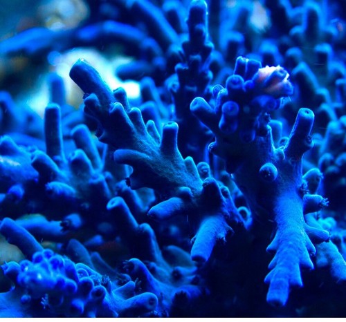 Live coral OG Oregon Tort Acropora SPS Coral 2” Frag Reef Tank | eBay