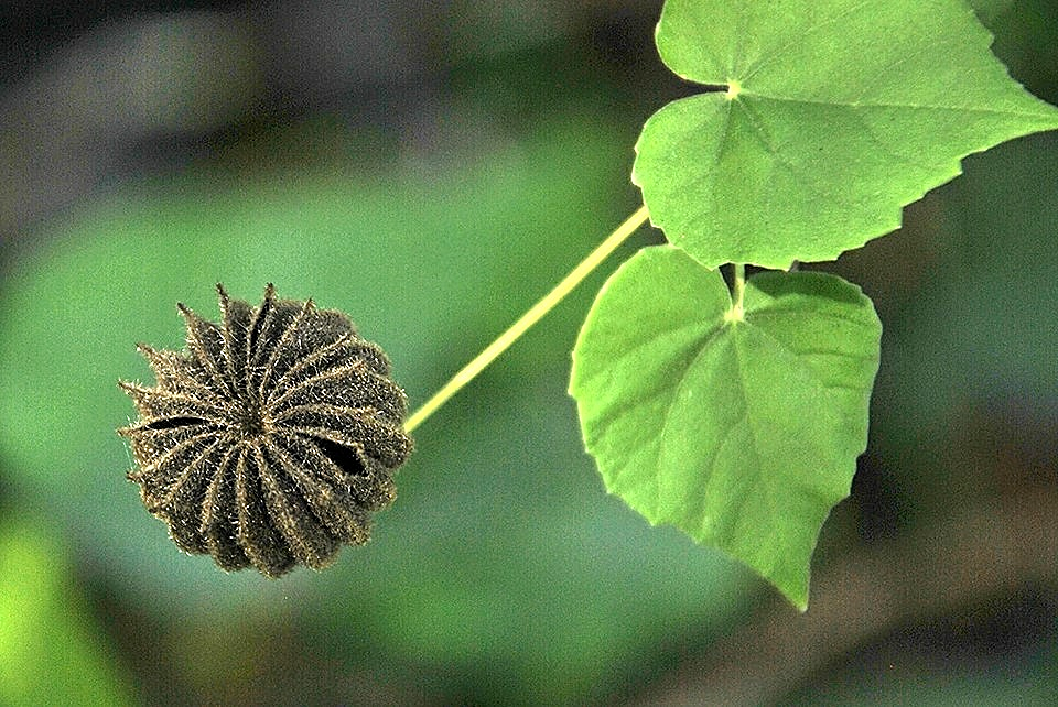 Beheth Anoda Rare Dried Leaves Abutilon indicum Indian Mallow Seeds | eBay