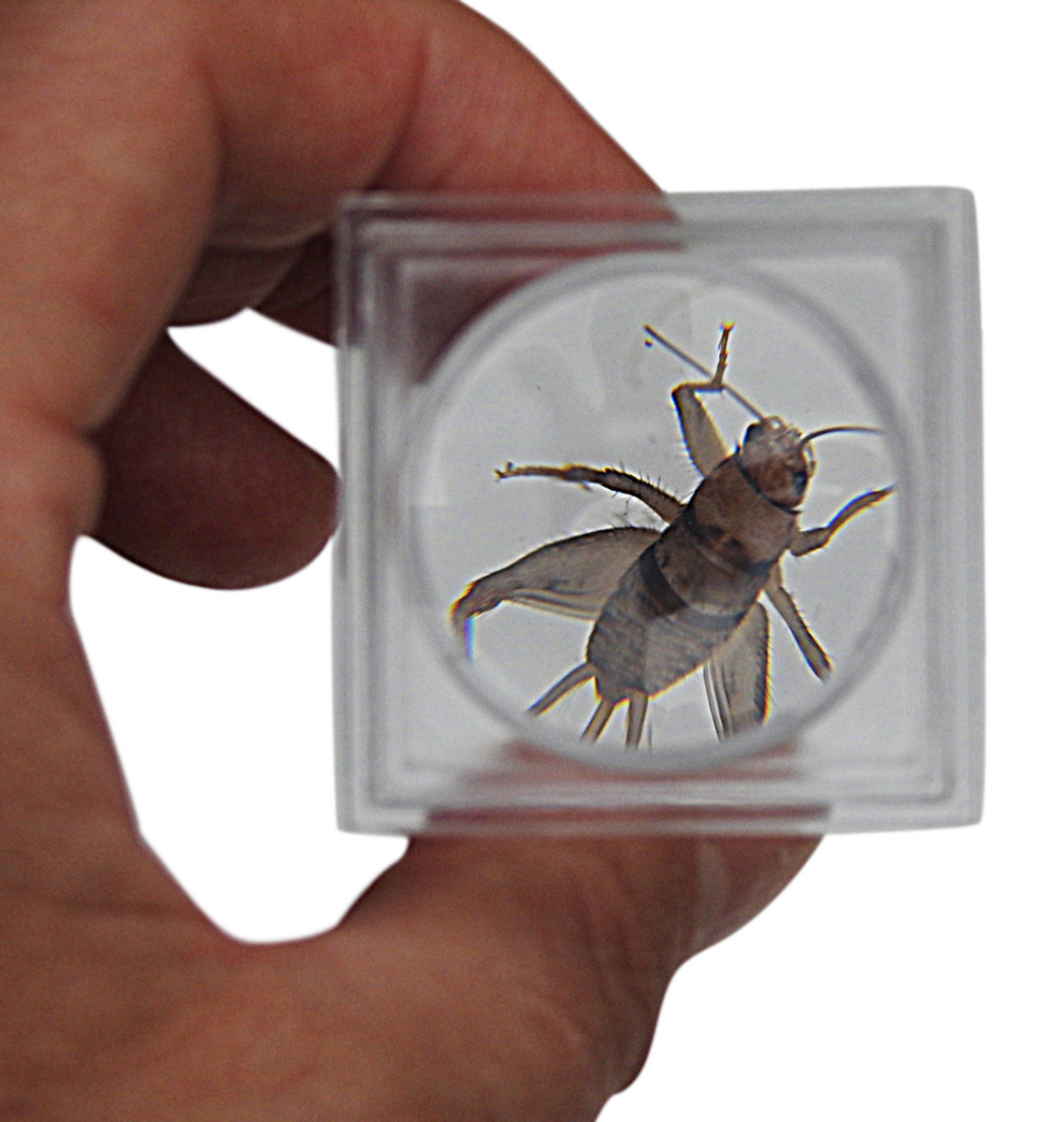 Bug Pot with Magnified Lid, & Specimen Collection Pot | eBay