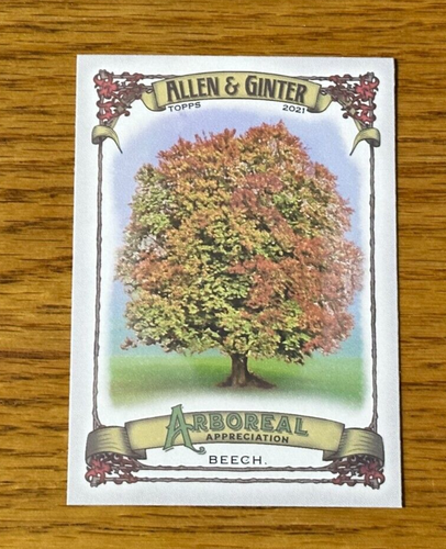 BEECH 2021 Topps Allen & Ginter #AA-15 Arboreal Appreciation | eBay