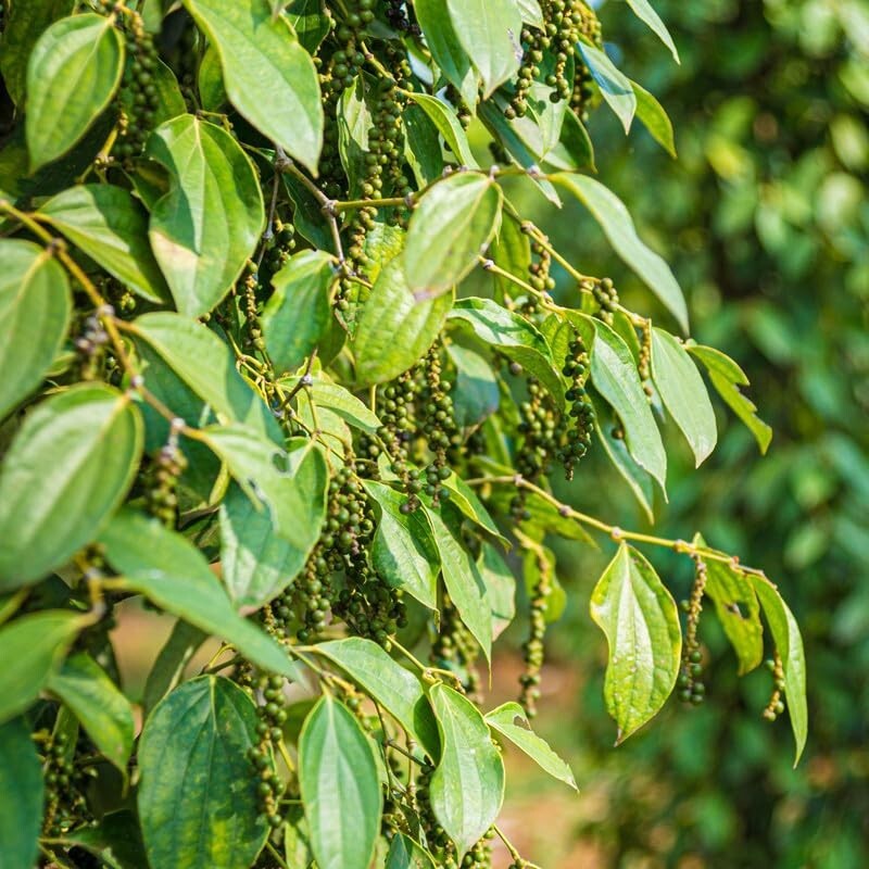 Black Pepper Vine (Piper nigrum) - 1 Live TC Plant/Plug – 2-6 inches ...