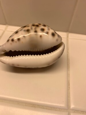 Rare Cypraea Tigris Shell | eBay