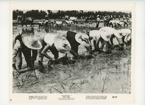 RICE GIRL Original Movie Still 8x10 Elsa Martinelli, Melodrama 1963 ...
