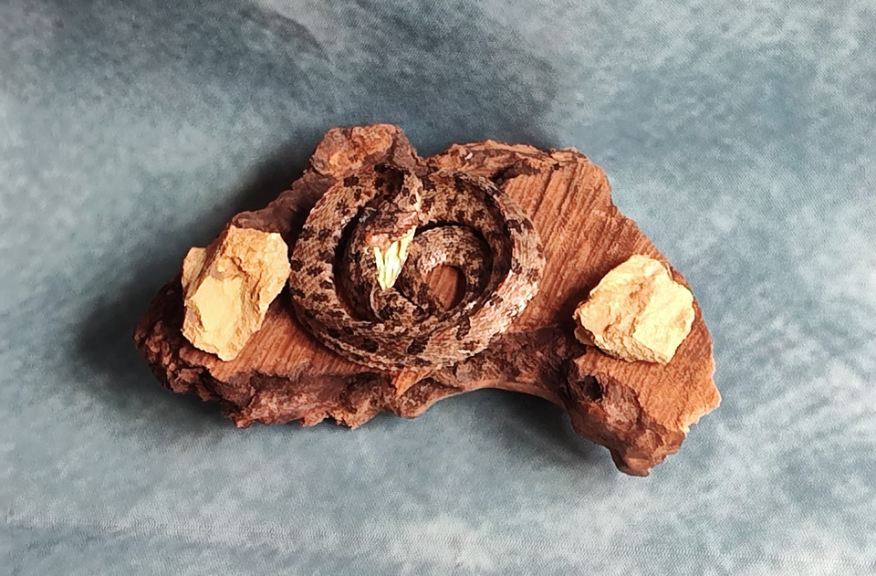 Real Rattlesnake Taxidermy Mount Genuine Rattle Snake Mounted On ...